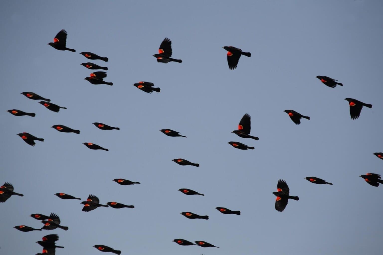 10 Incredible Black Birds in Ontario - Scoop Canada